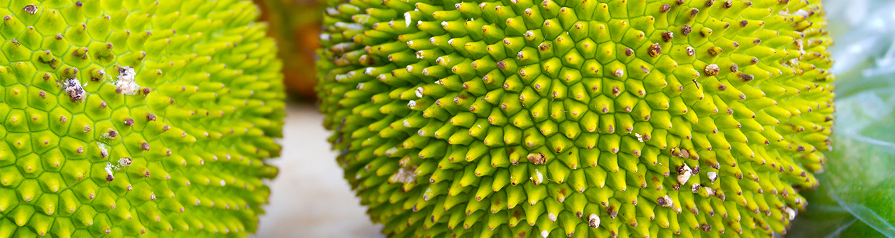 Varieties | Global Breadfruit Varieties | Global Breadfruit